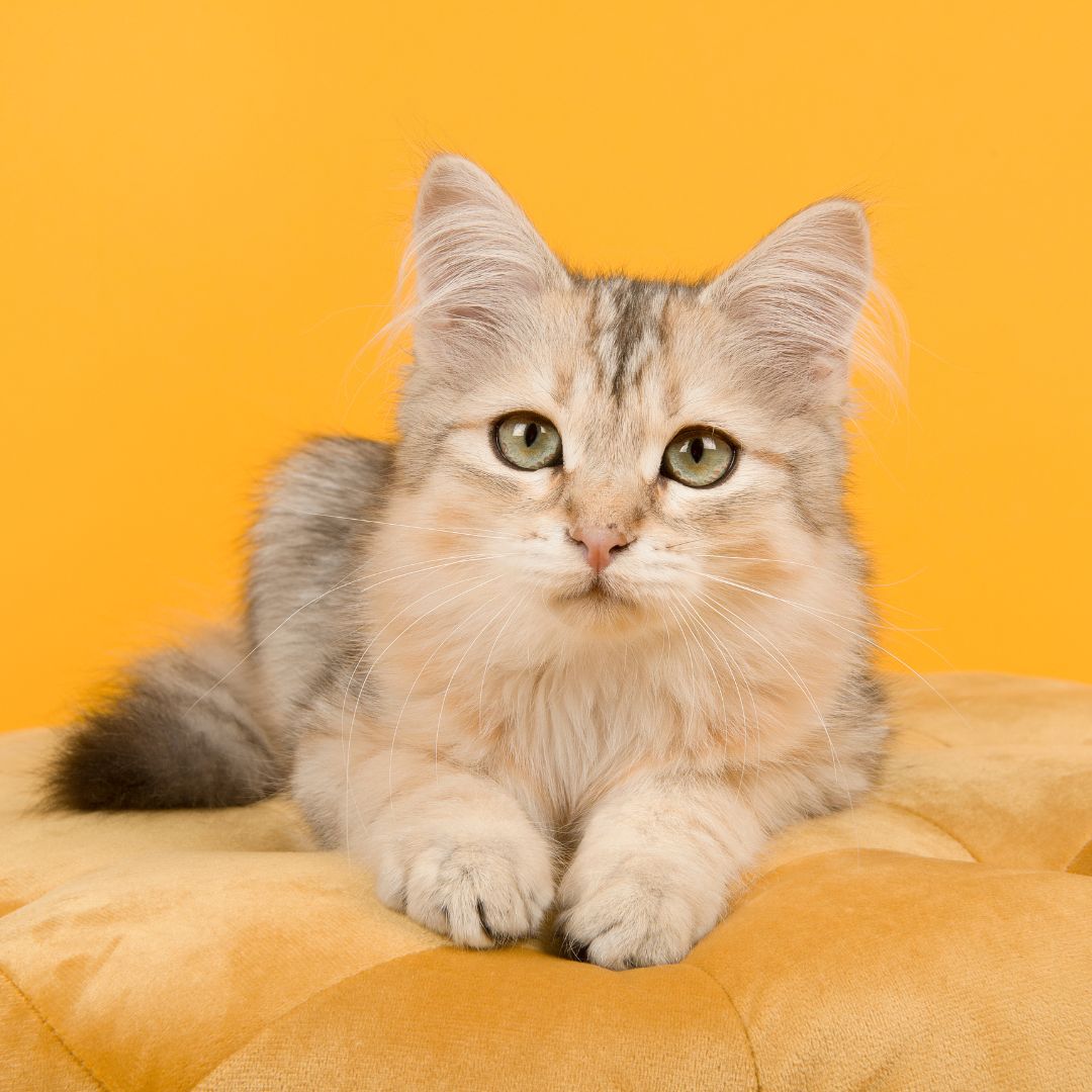 West Des Moines, IA Veterinary Services | Grand Avenue
